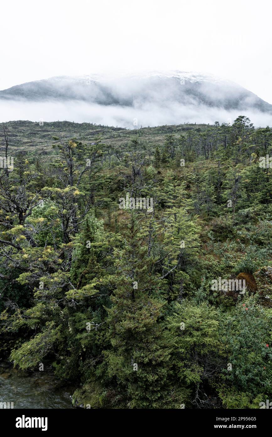 Landscape between Caleta Yungay and Tortel - traveling the Carretera ...