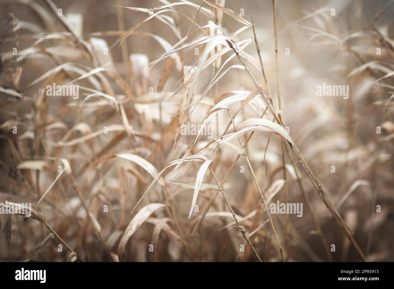 About dry grasses hi-res stock photography and images - Alamy