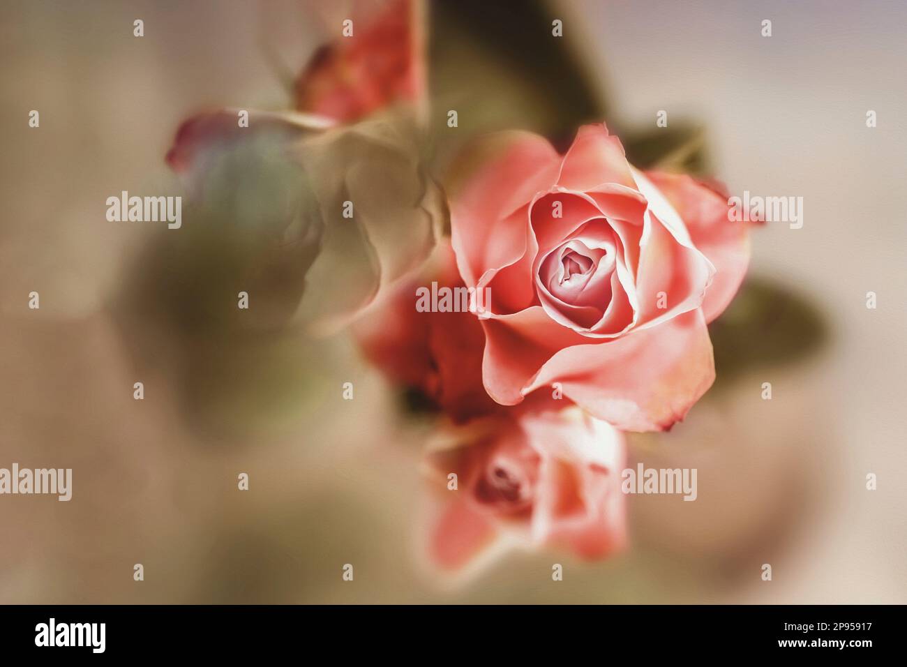 Small roses. Close up Stock Photo - Alamy