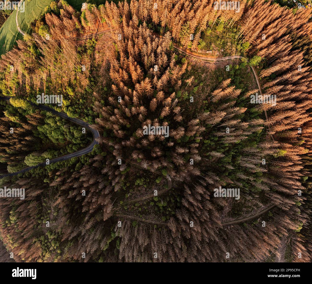 Germany, Thuringia, Masserberg, Schnett, forest, dead trees, forest ...