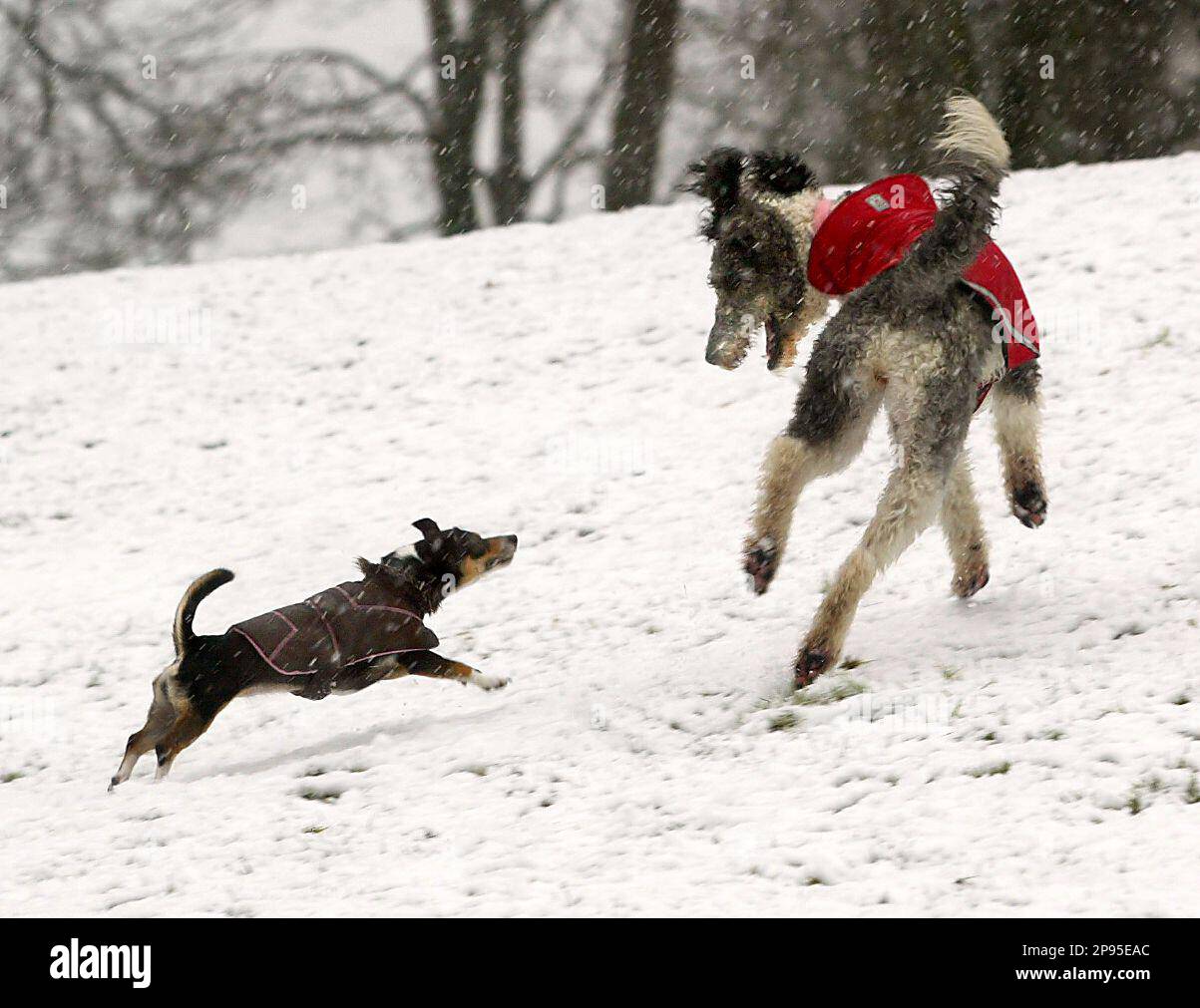 All snug in their winter coats, Isabel the Labradoodle and Domino, a ...