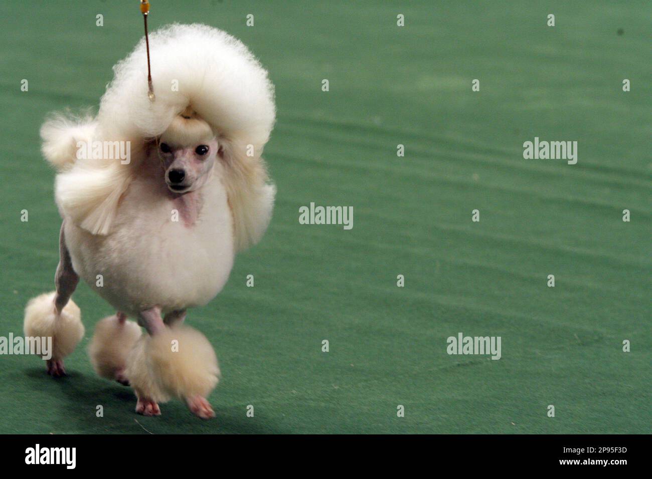 Riley, a Toy Poodle from Lincoln, Calif., is shown in the ring during ...