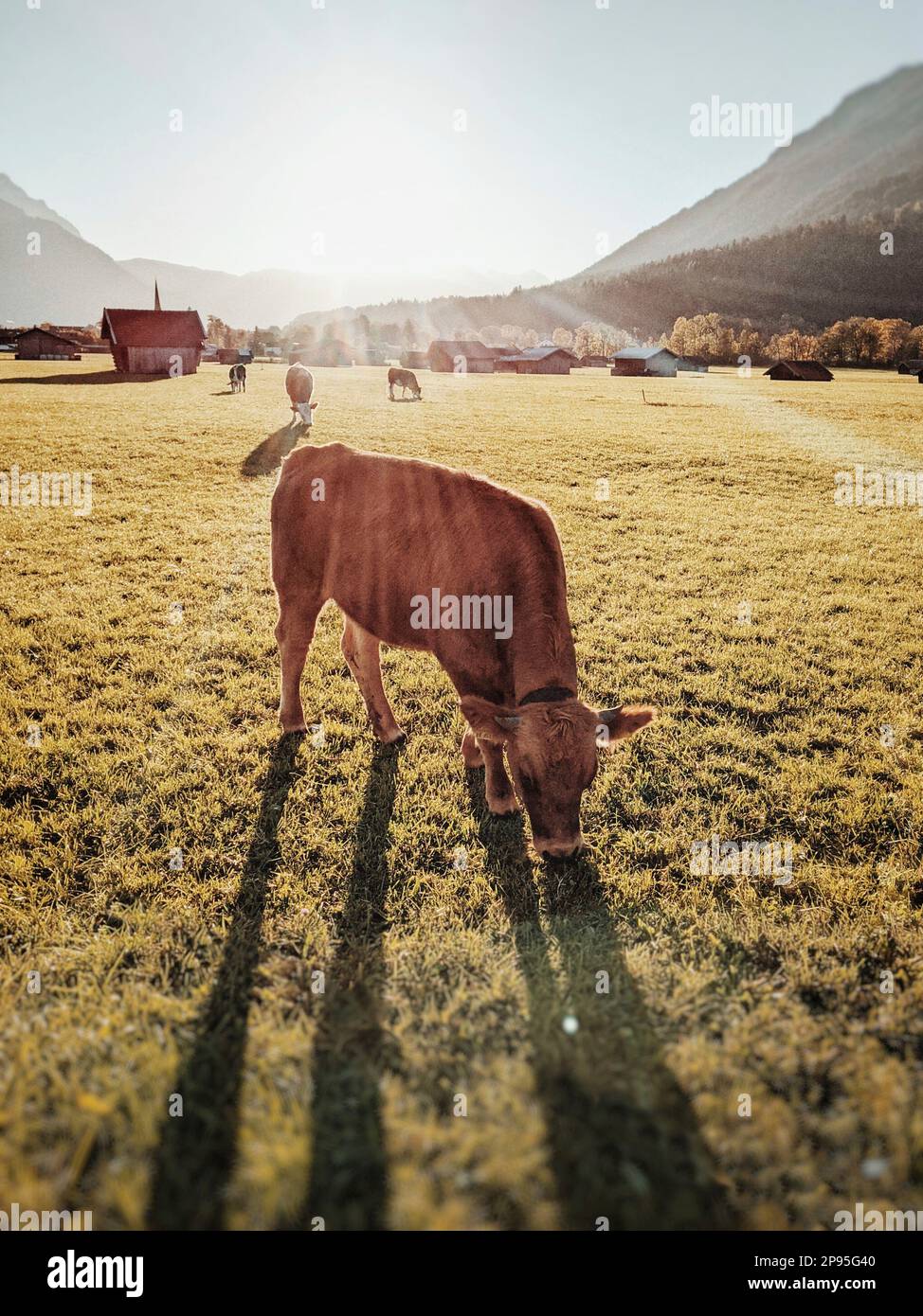 Garmisch partenkirchen cow hi-res stock photography and images - Alamy