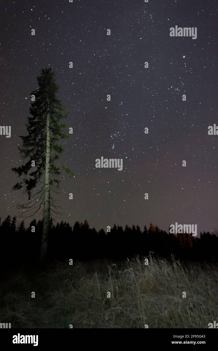 Night in the forest, stars Stock Photo - Alamy