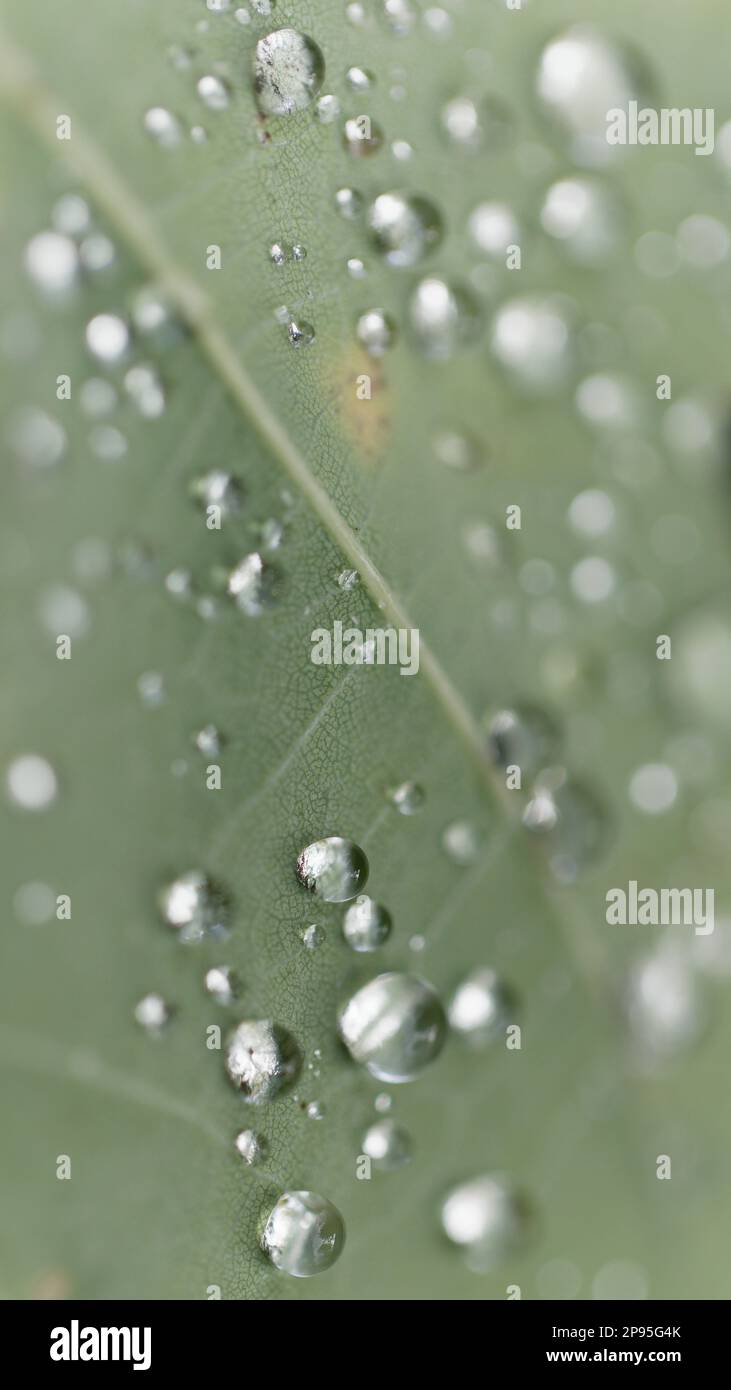 Drop and leaf hi-res stock photography and images - Alamy