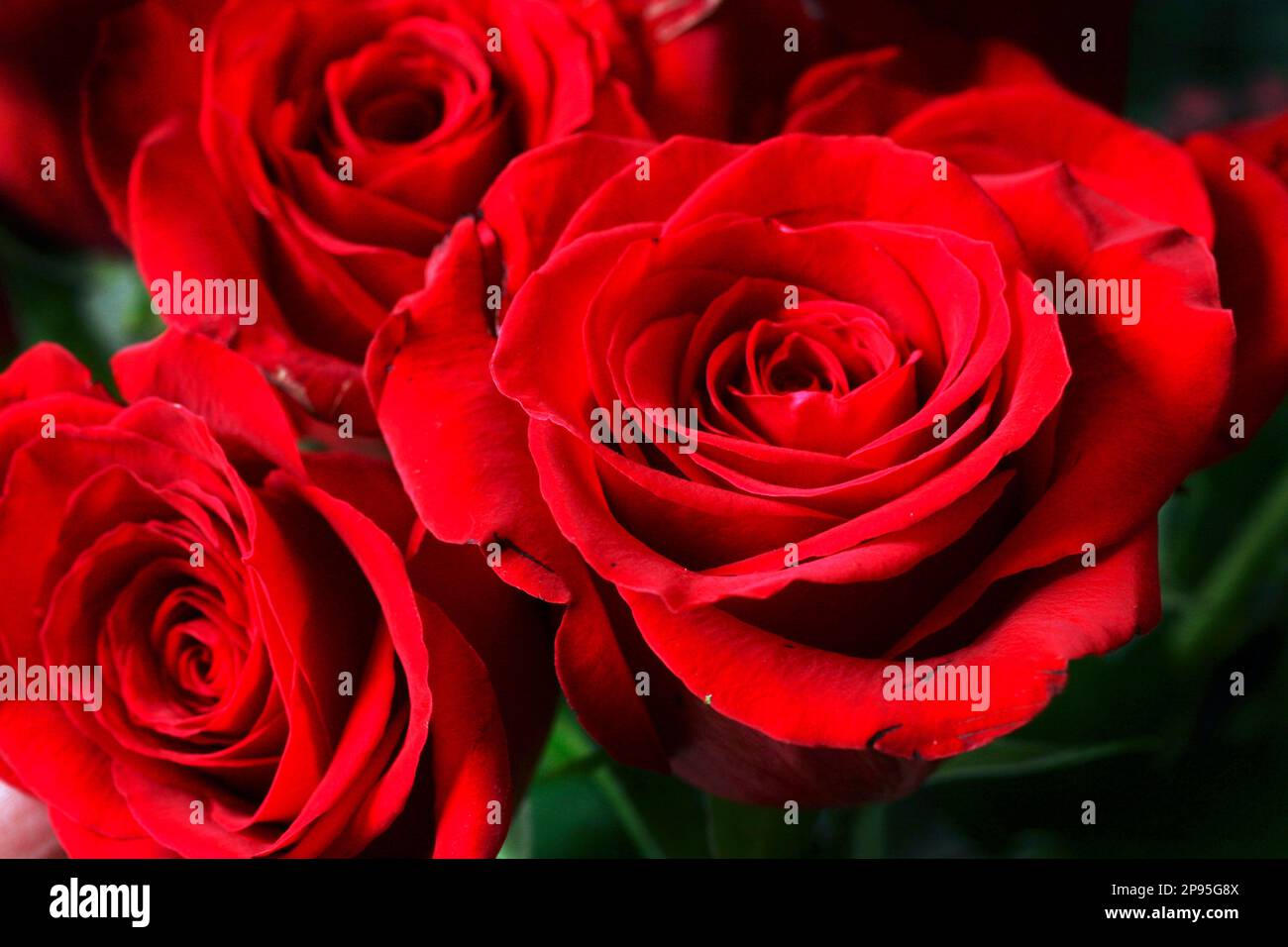 Roses are shown at Katrina Parris Flowers in New York Friday, Feb. 6 ...