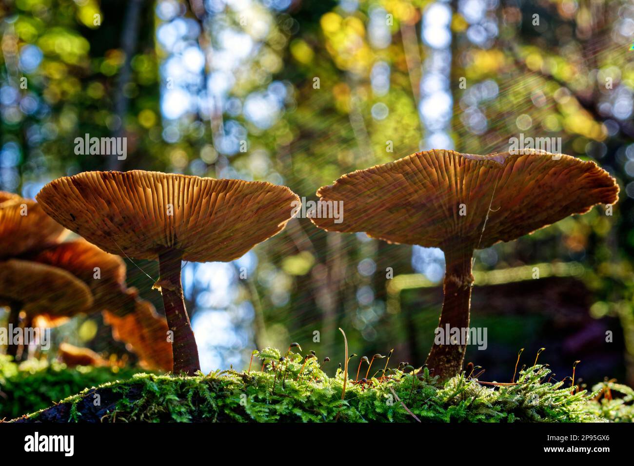 Frog perspective view hi-res stock photography and images - Alamy