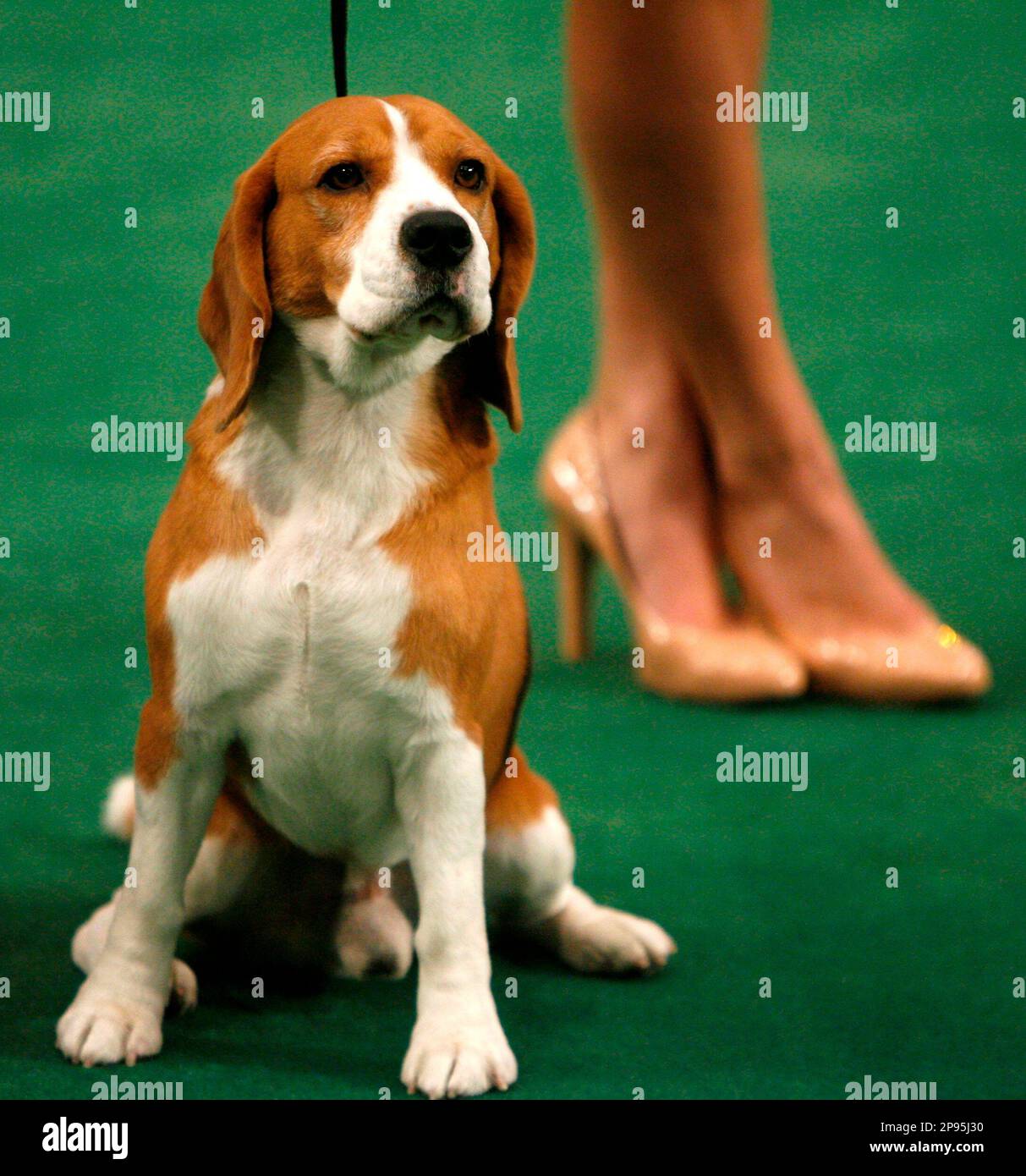 The 2008 Best in Show, a beagle named Uno, looks around during the ...