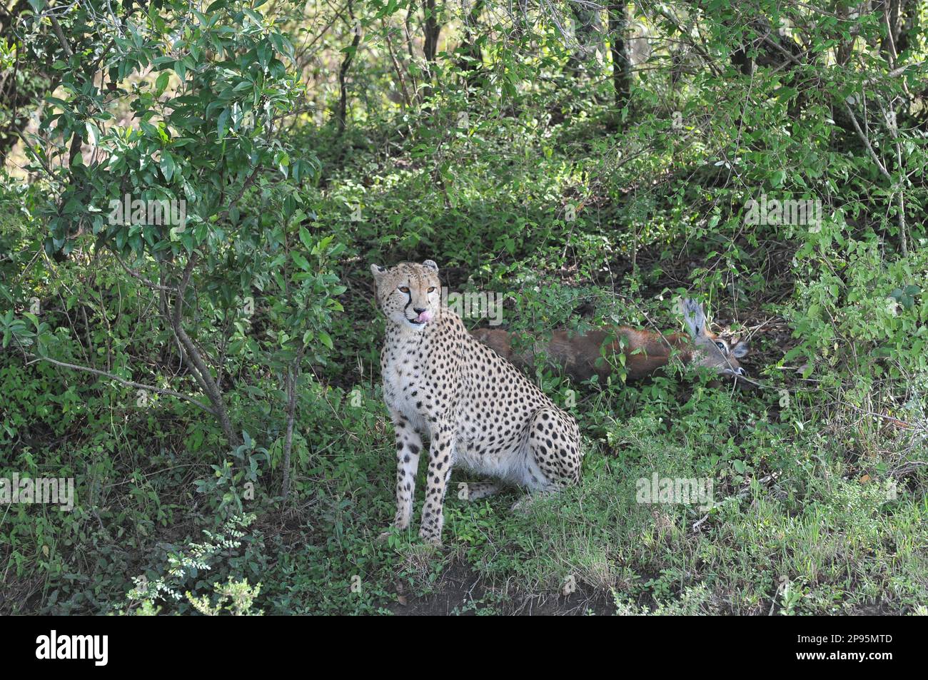 Cheetah in forest hi-res stock photography and images - Alamy