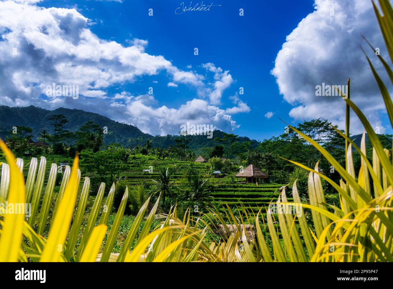 Bali and its beautiful rice terraces, landscape shot and spectacular ...