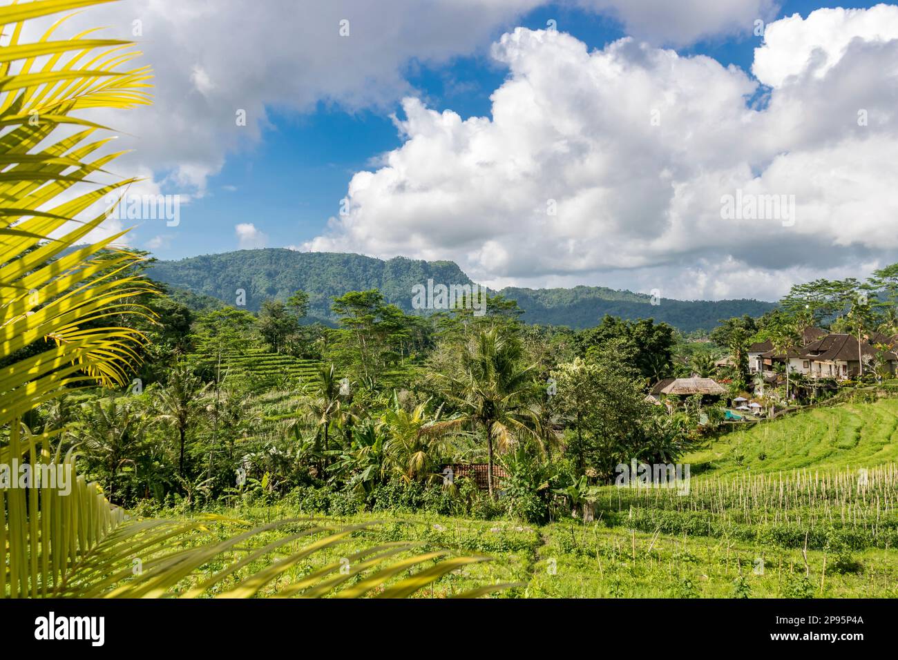 Bali and its beautiful rice terraces, landscape shot and spectacular ...