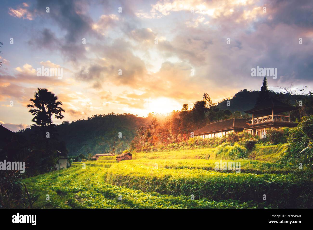 Bali and its beautiful rice terraces, landscape shot and spectacular ...