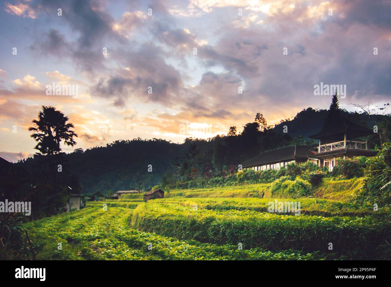 Bali and its beautiful rice terraces, landscape shot and spectacular ...