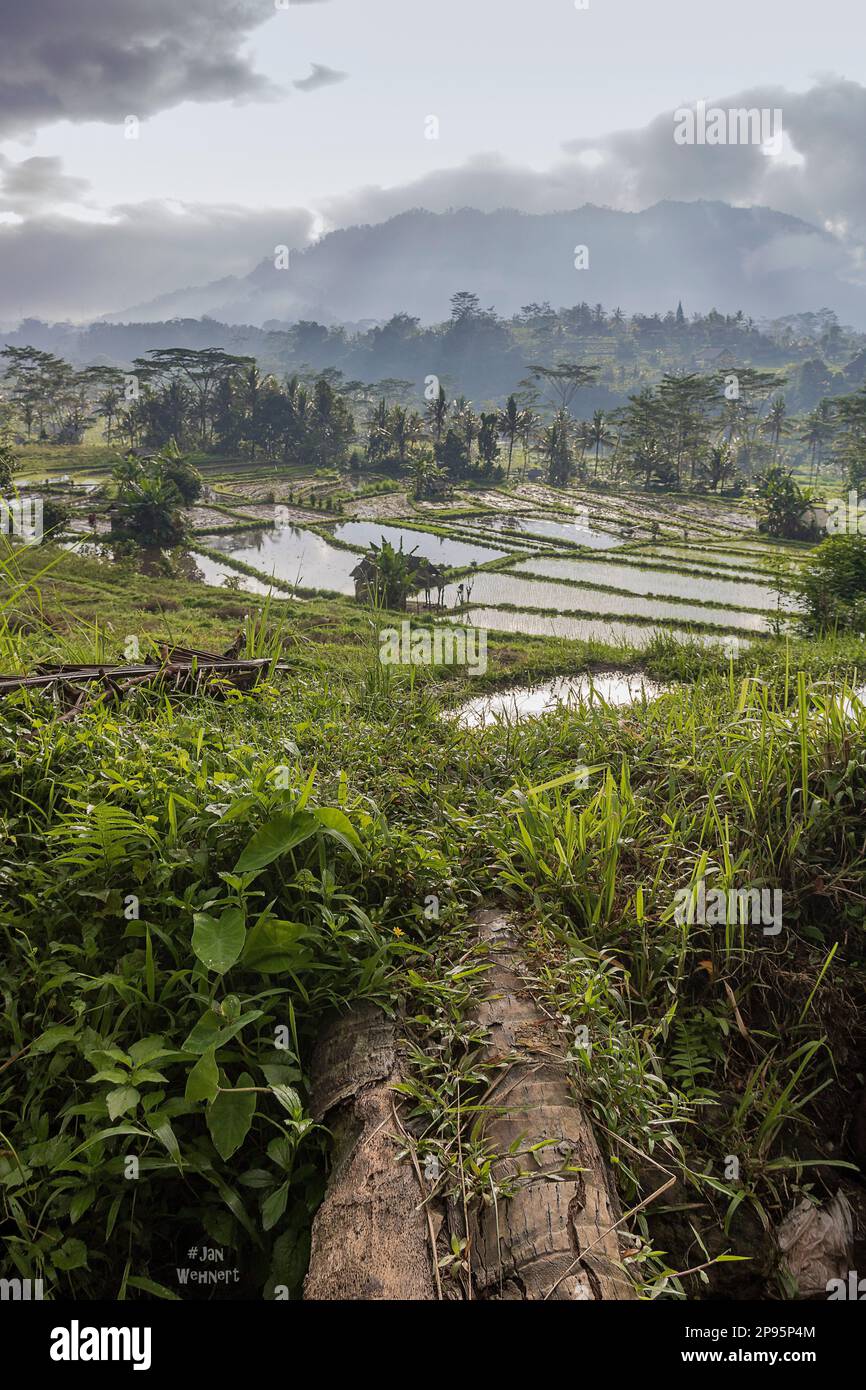 Bali and its beautiful rice terraces, landscape shot and spectacular ...