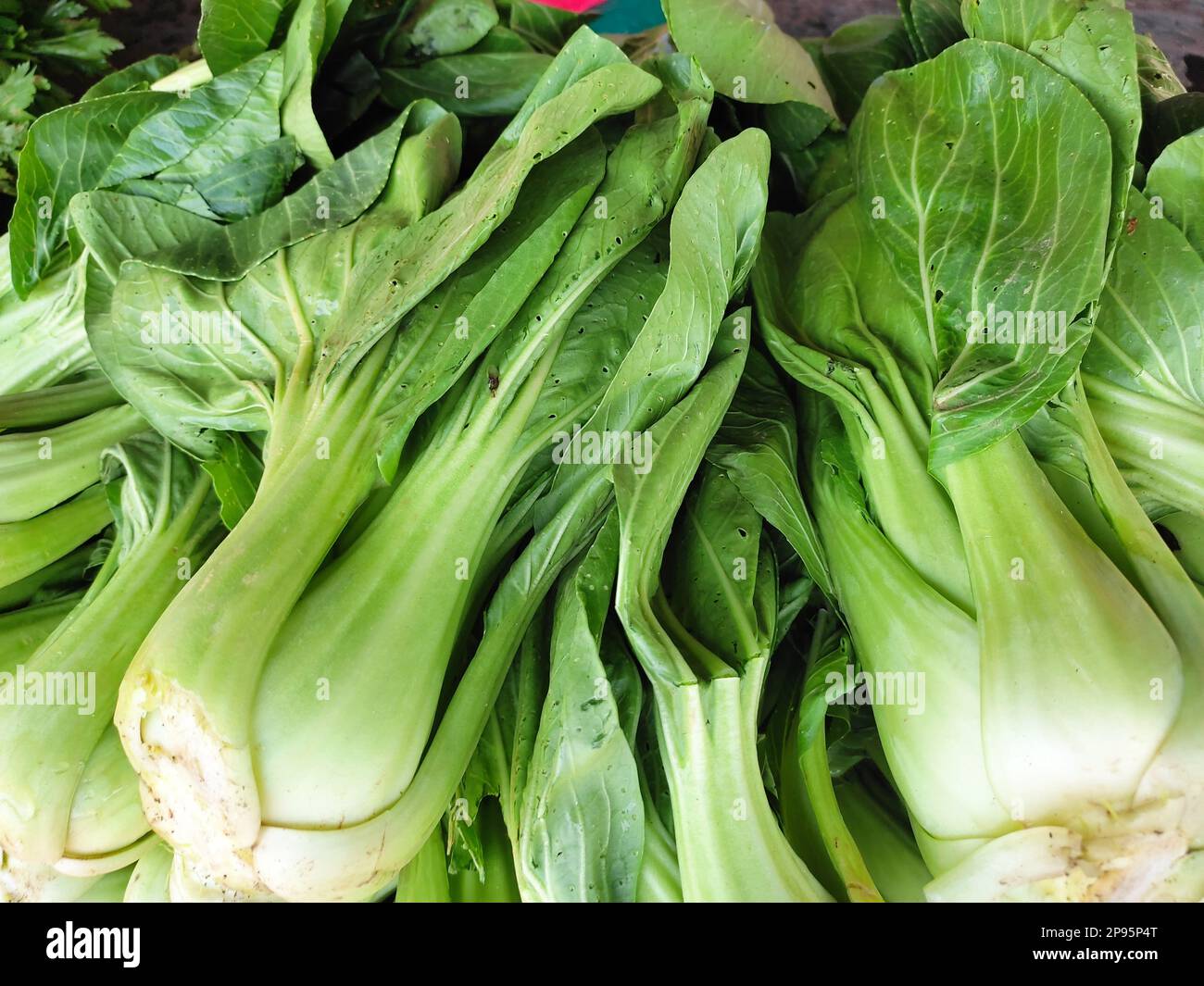 A pile of Chinese cabbage Stock Photo - Alamy
