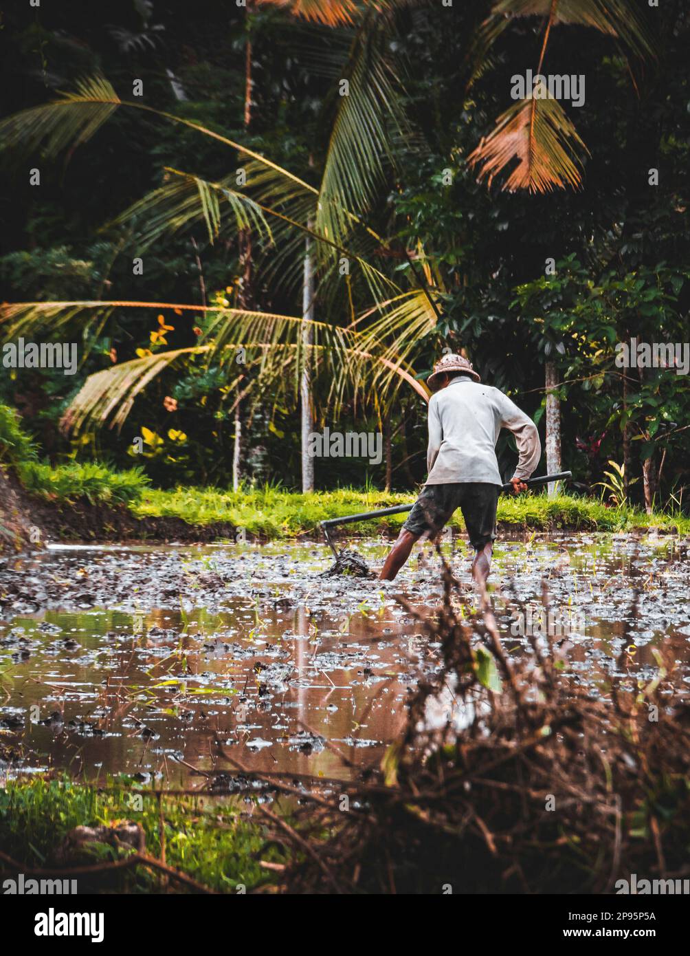 Bali and its beautiful rice terraces, landscape shot and spectacular ...