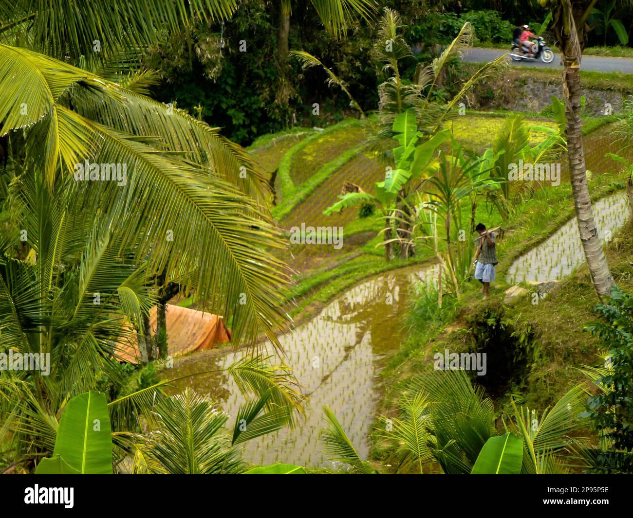 Bali and its beautiful rice terraces, landscape shot and spectacular ...