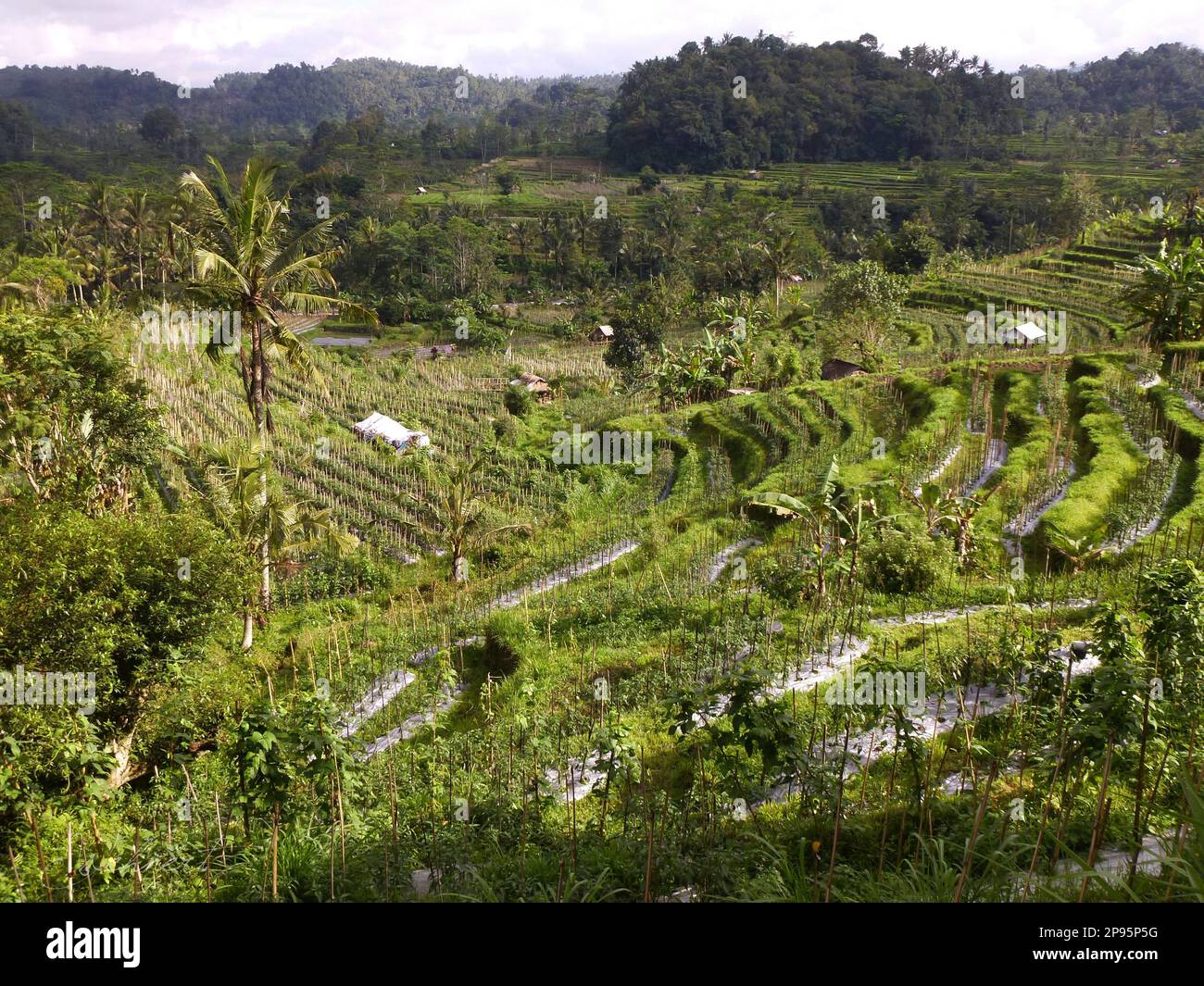 Bali and its beautiful rice terraces, landscape shot and spectacular ...