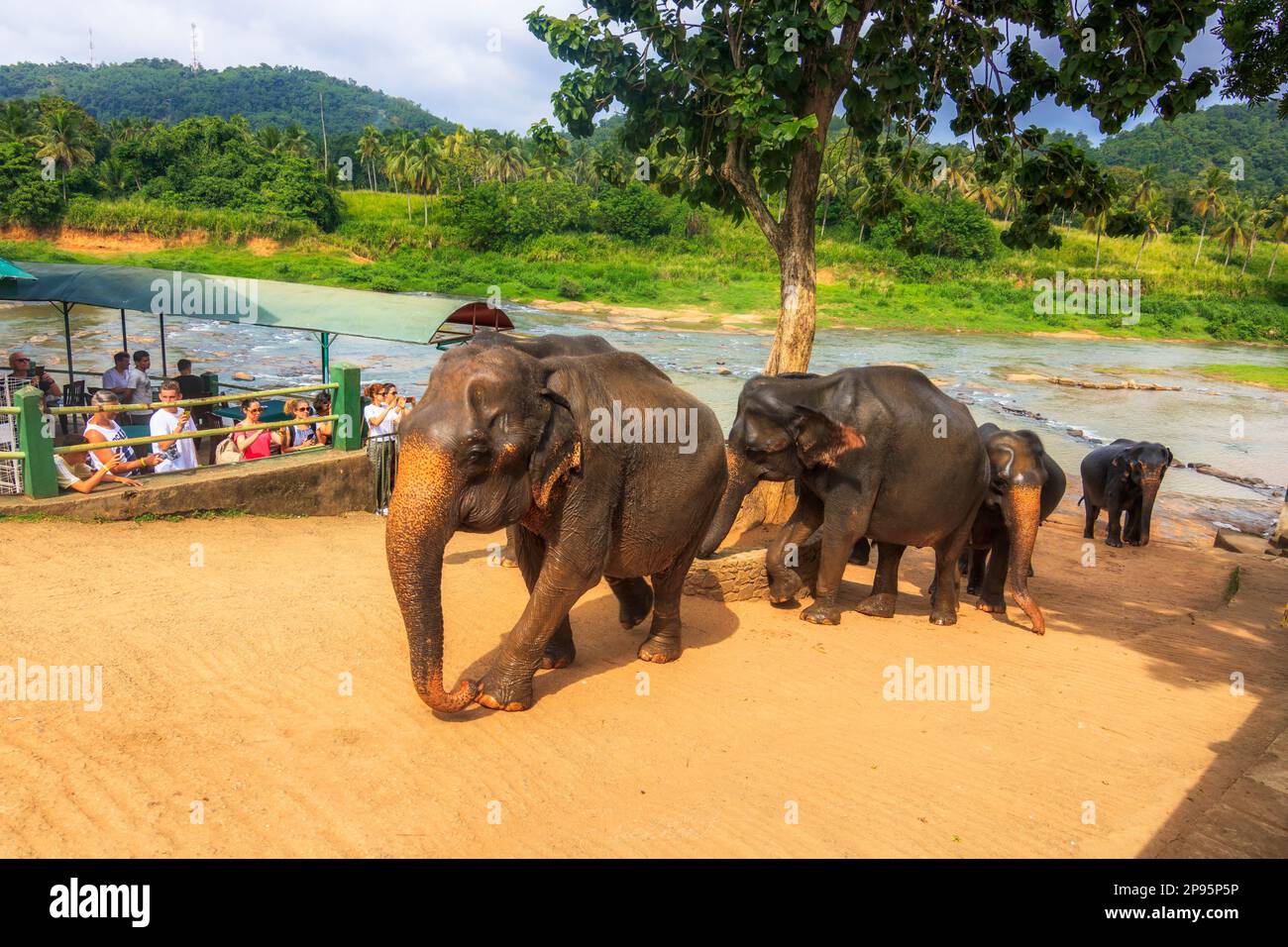 Asian elephant in Sri Lanka, Yala National Park, Pinnawela Elephant ...