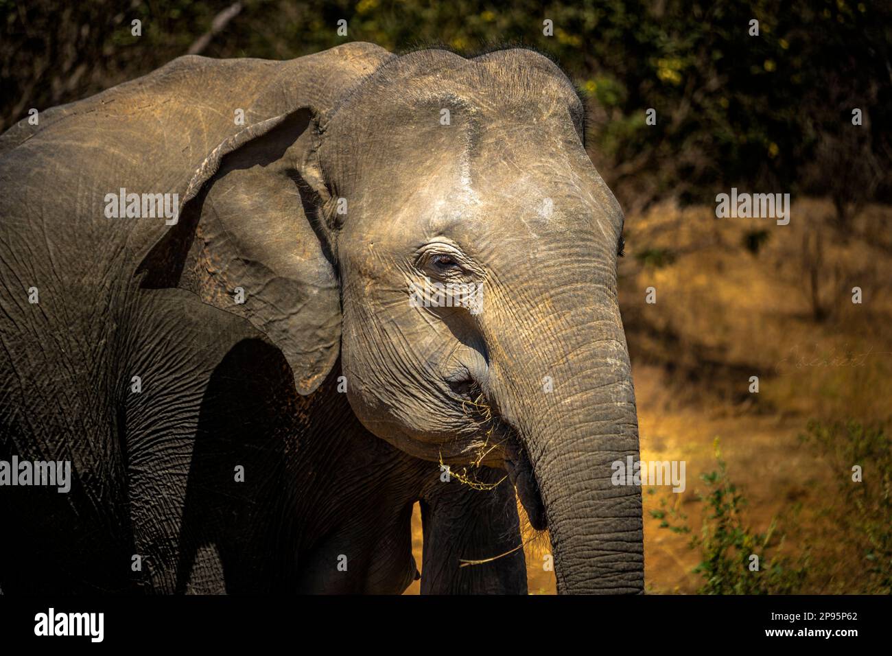 Asian elephant in Sri Lanka, Yala National Park, Pinnawela Elephant ...