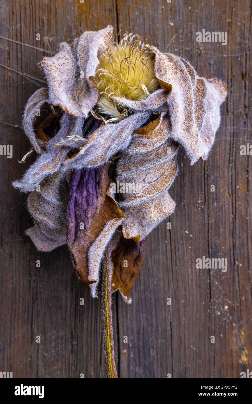 Beauty and decay hi-res stock photography and images - Alamy