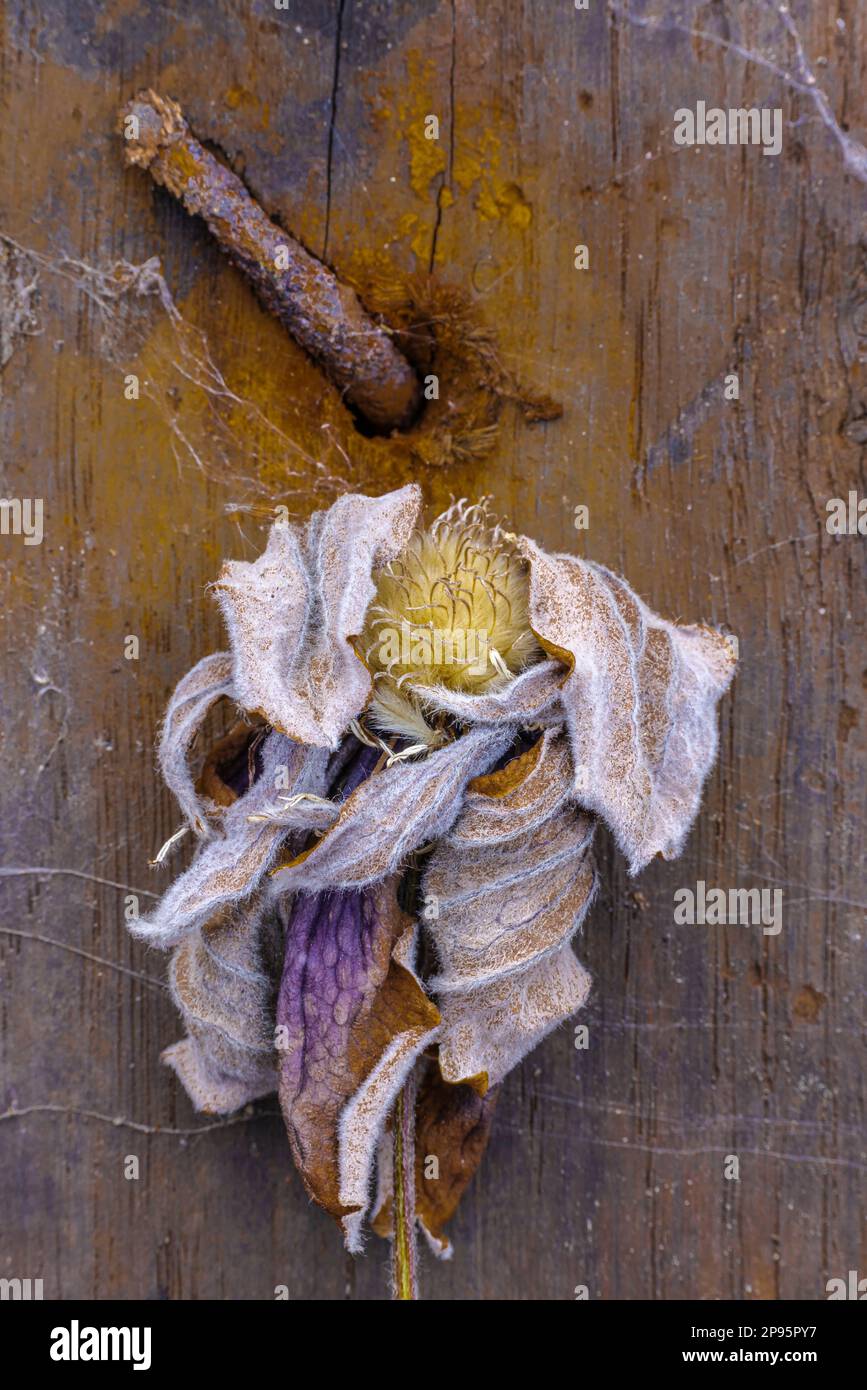 faded plant, wooden background, beauty in decay, floral still life ...