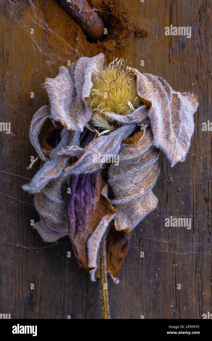 Beauty and decay hi-res stock photography and images - Alamy