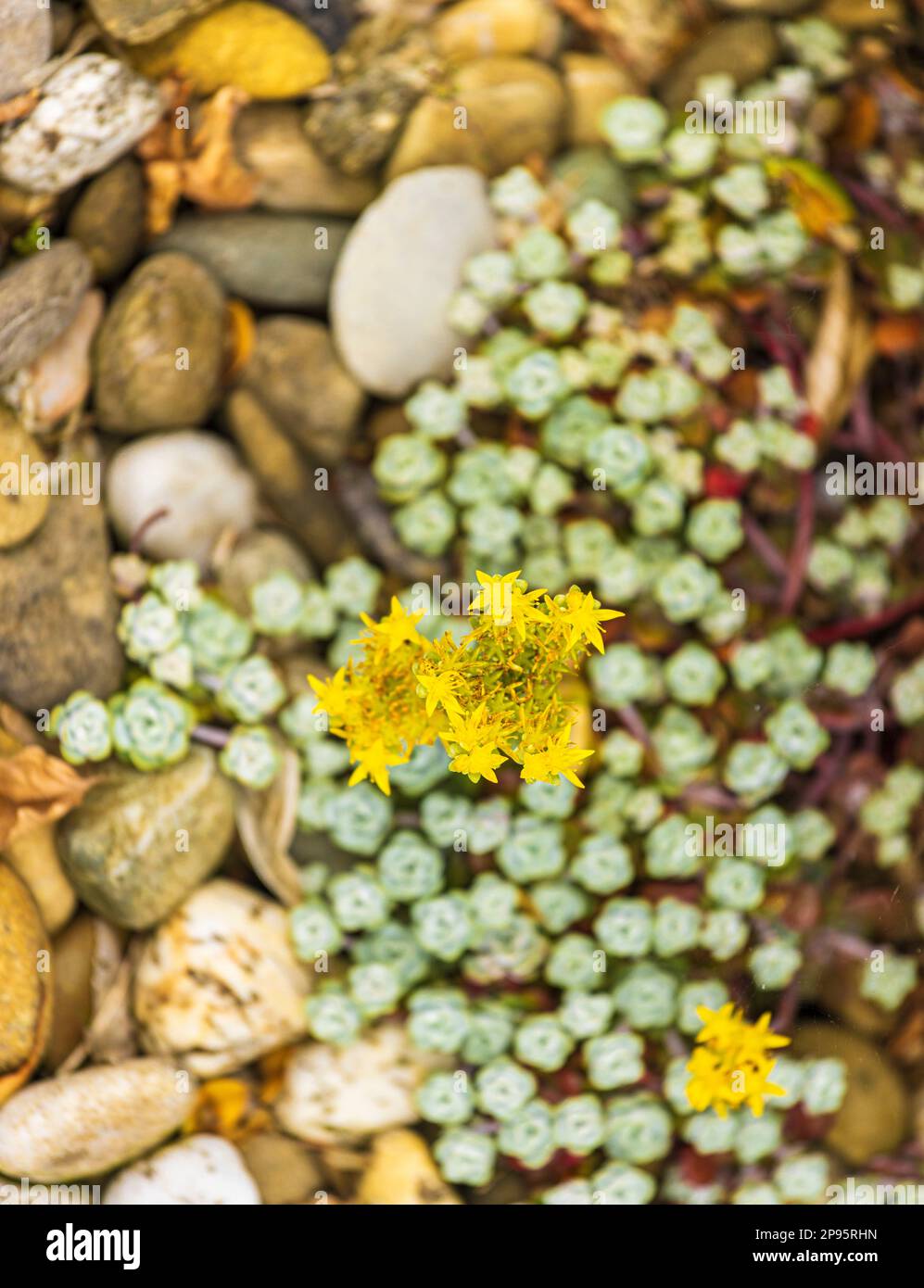 Succulent, Sempervivum minutum, stones, rock garden Stock Photo - Alamy