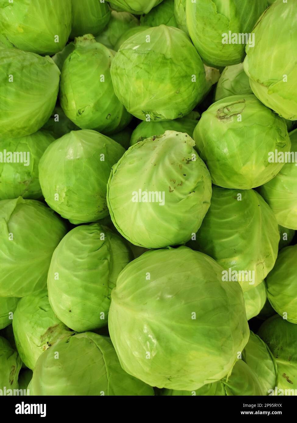 Row fresh cabbages in vegetable hi-res stock photography and images - Alamy
