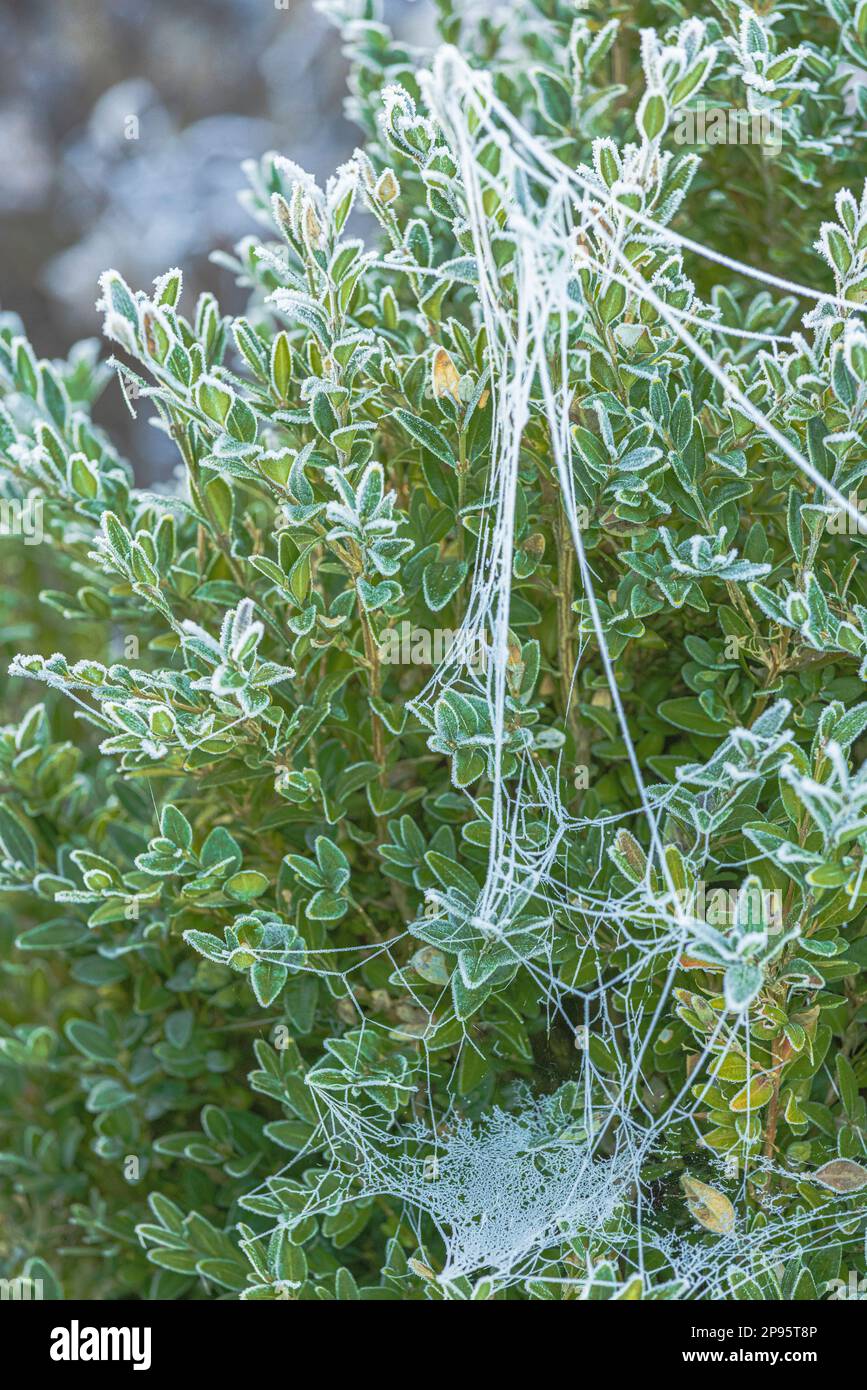 Blueberry plants as background, hoarfrost, winter, spider web Stock ...
