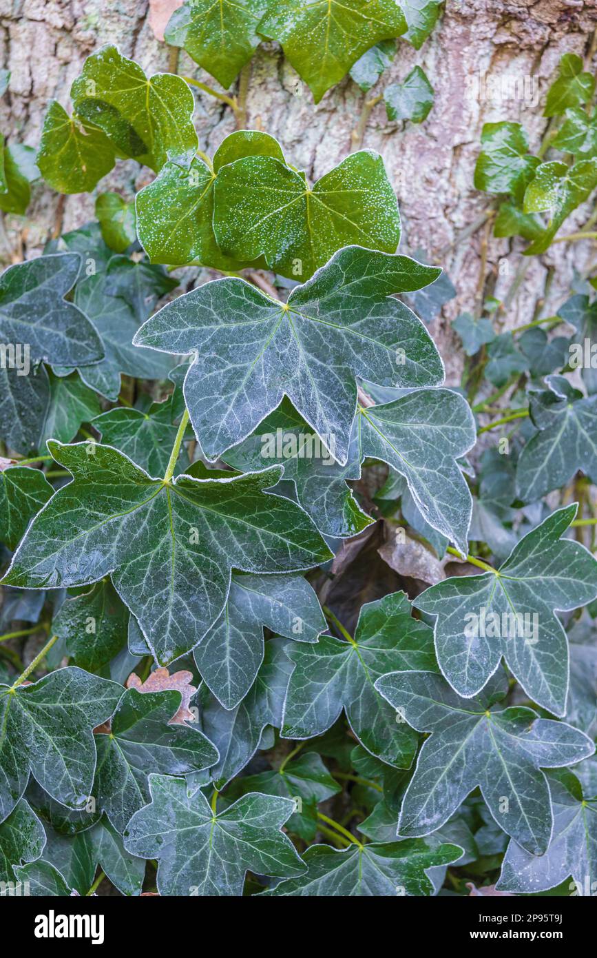 Ivy tree frost hi-res stock photography and images - Alamy