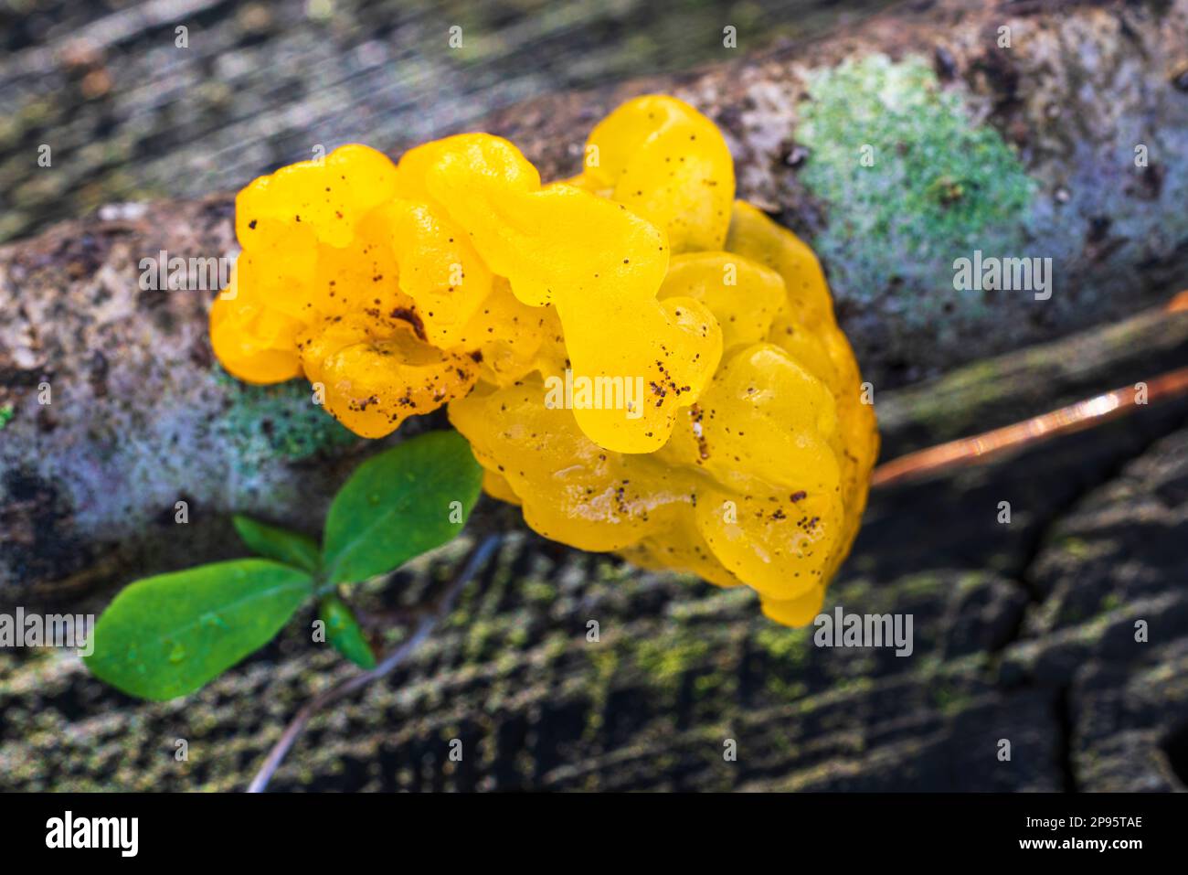 Golden yellow trembling Stock Photo - Alamy