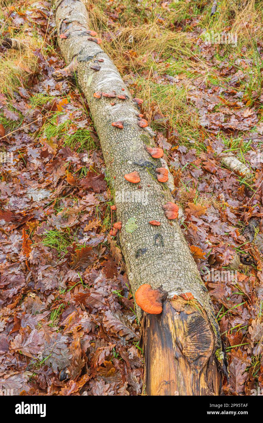 Northern cinnabar sponge (Pycnoporus cinnabarinus) or cinnabar red mead ...