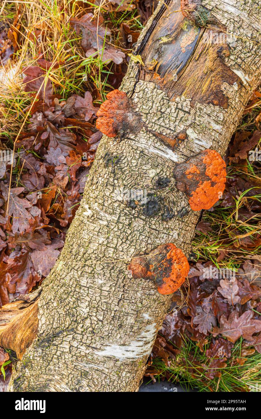Northern cinnabar sponge (Pycnoporus cinnabarinus) or cinnabar red mead ...