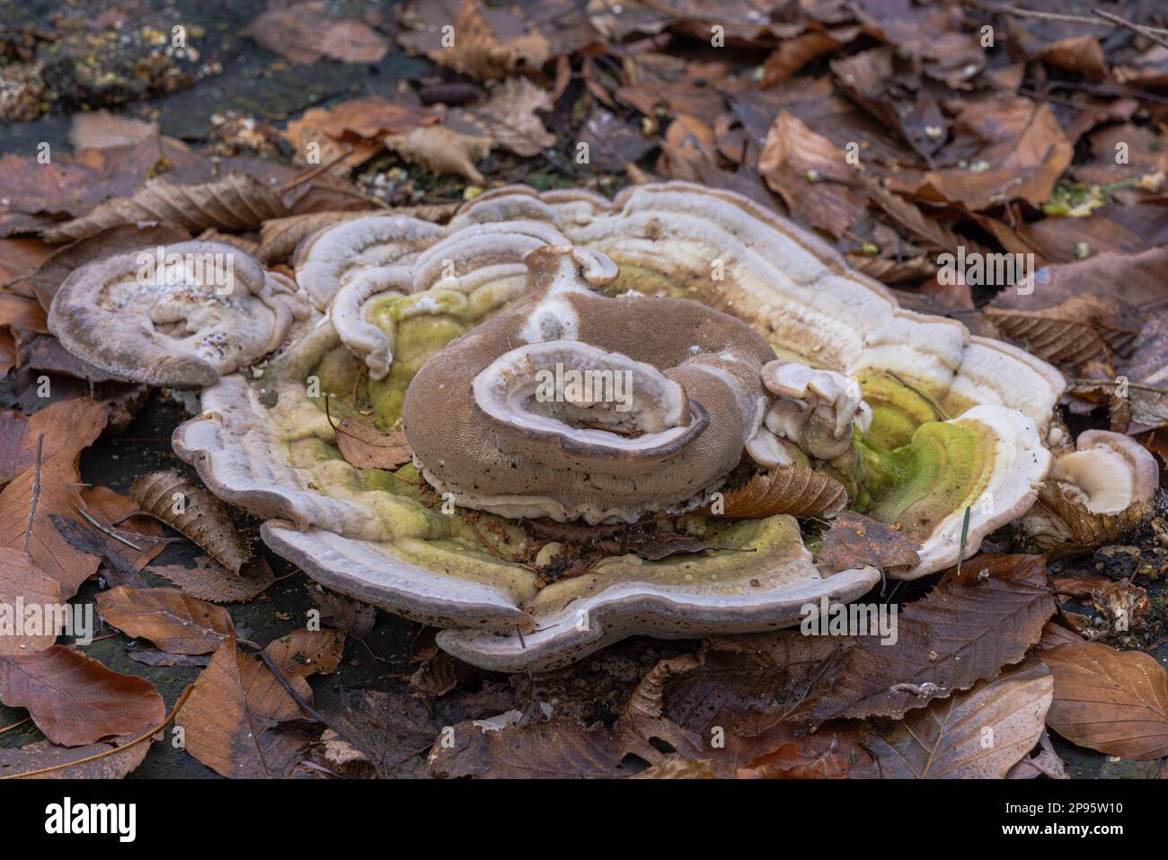 Humpbacked hi-res stock photography and images - Alamy