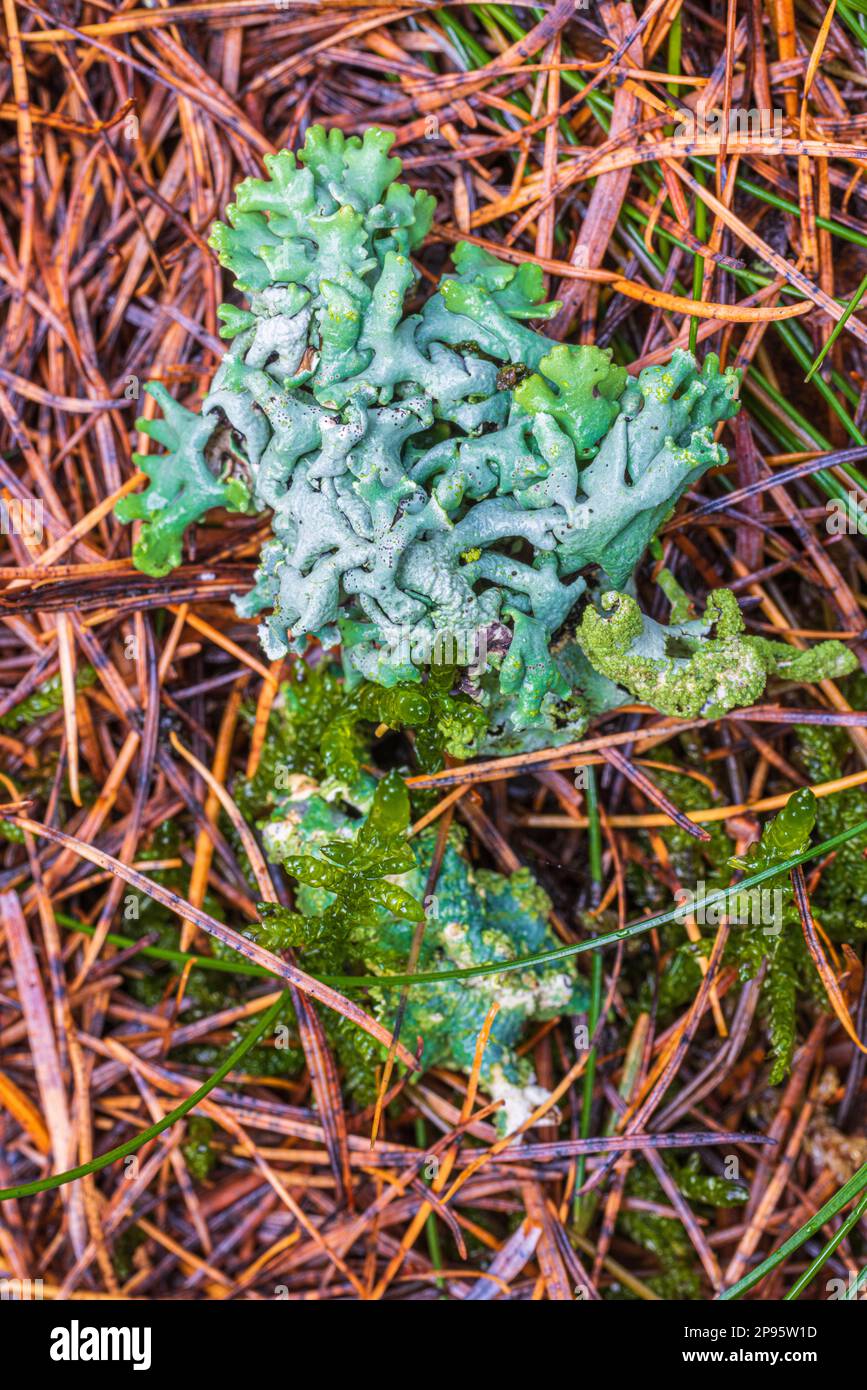 Lichens on forest floor, bowl lichen, background of dried pine needles ...