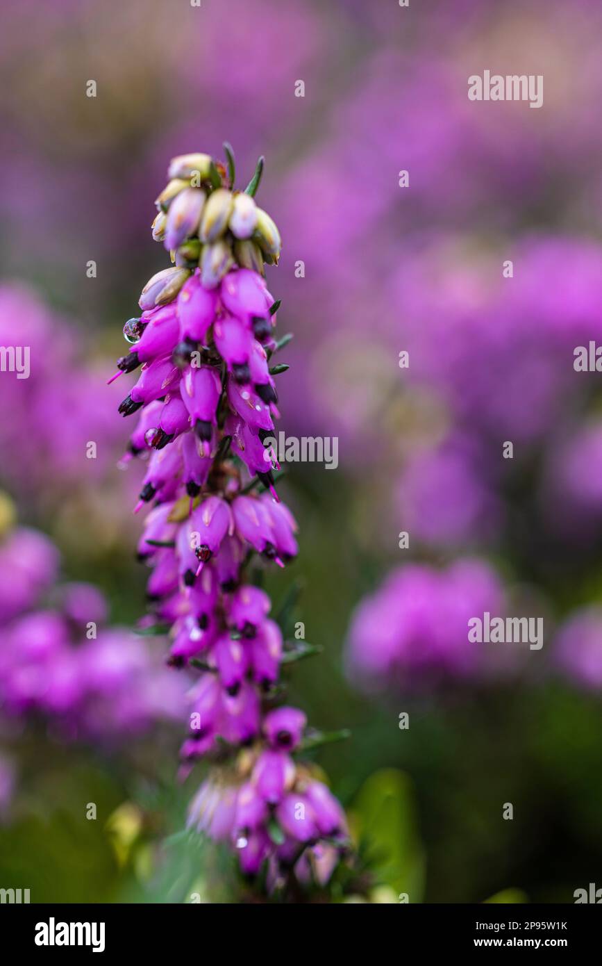 Flowering winter heather, snow heather (Erica carnea Stock Photo - Alamy