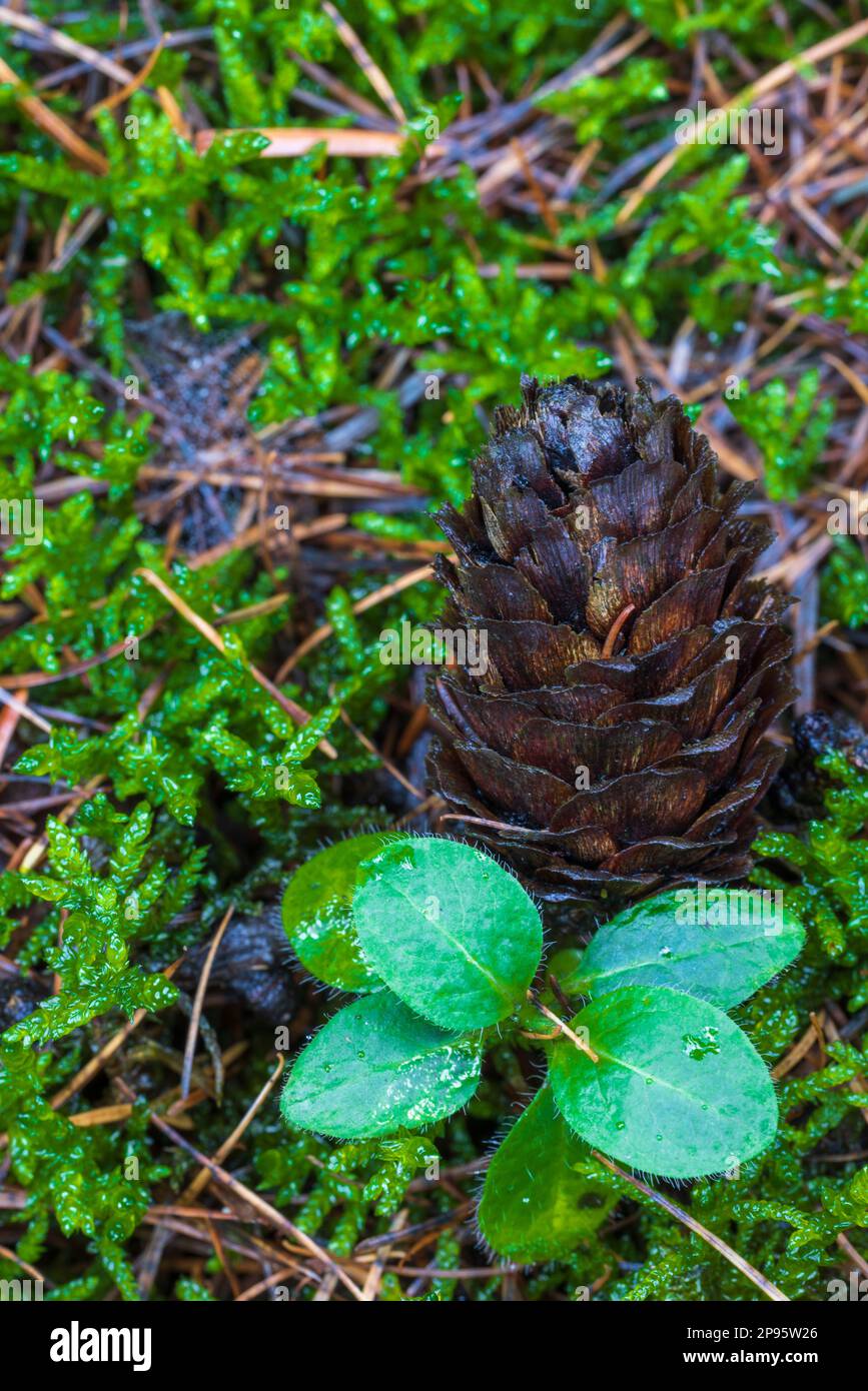 Larch cone, forest still life, nature in detail Stock Photo - Alamy