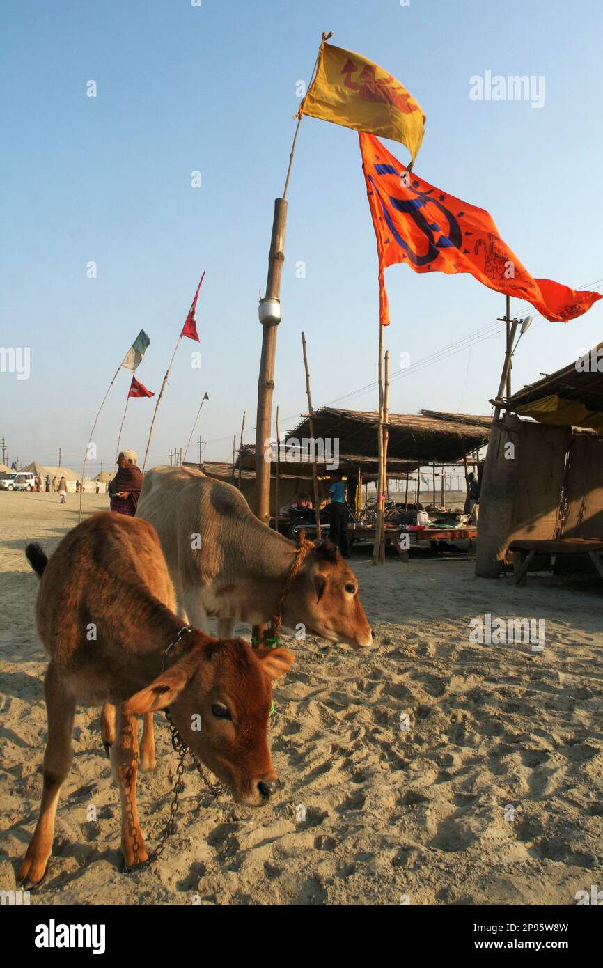 A cow and a calf are seen tied to a pole at Sangam, the confluence of ...