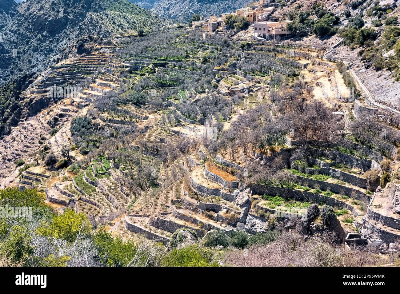 Terraced agricultural fields, Al Ain, Jebel Akhdar, Oman Stock Photo ...
