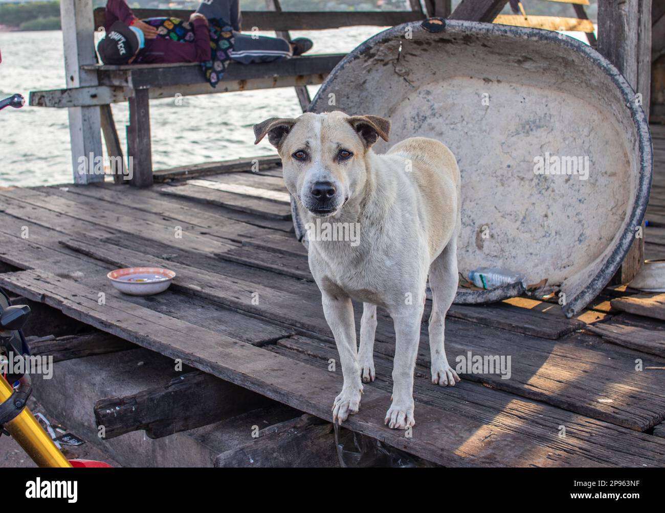 Southeast asian dog hi-res stock photography and images - Alamy