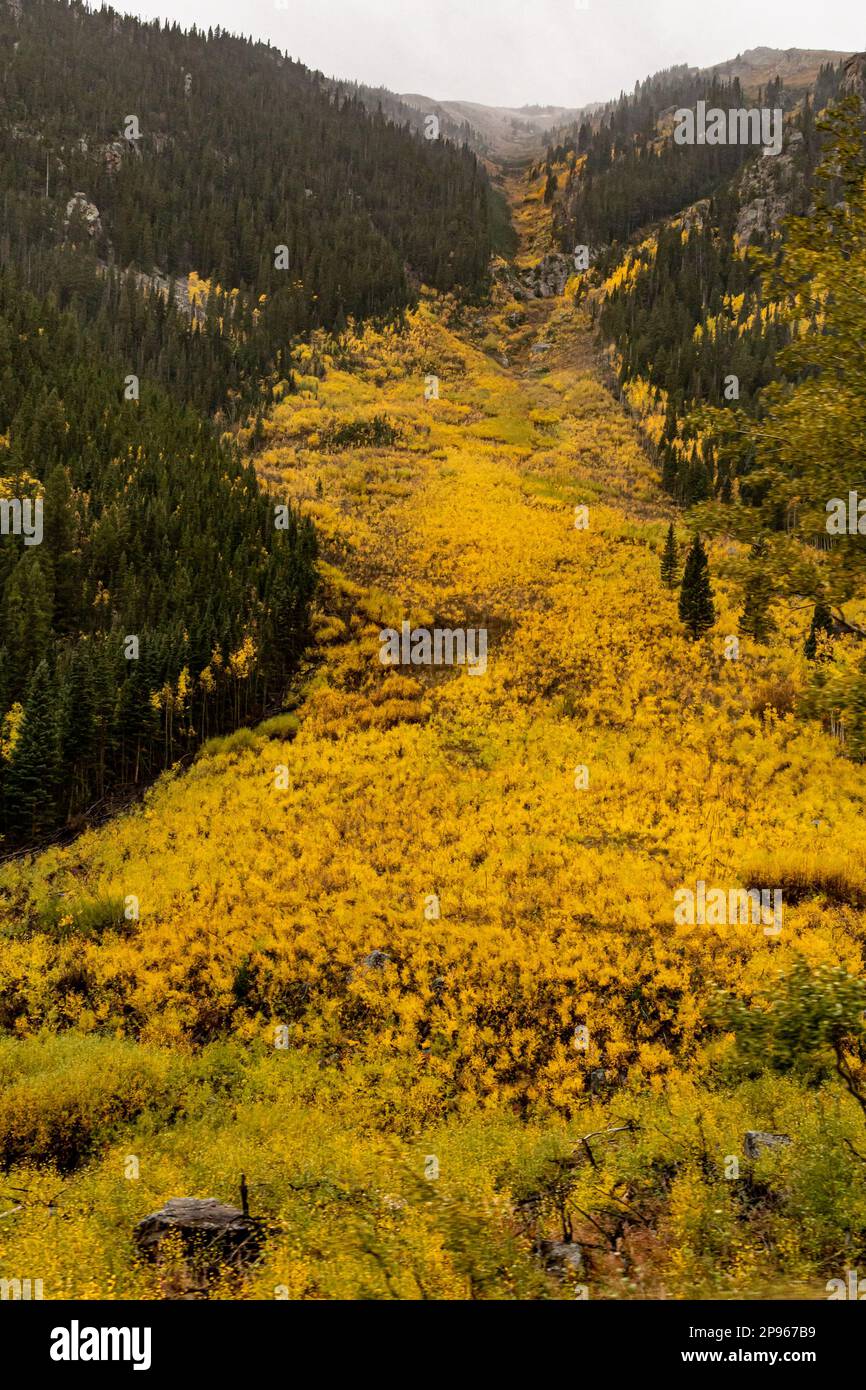 Fall foliage growing over the previous Disney slide avalanche near ...