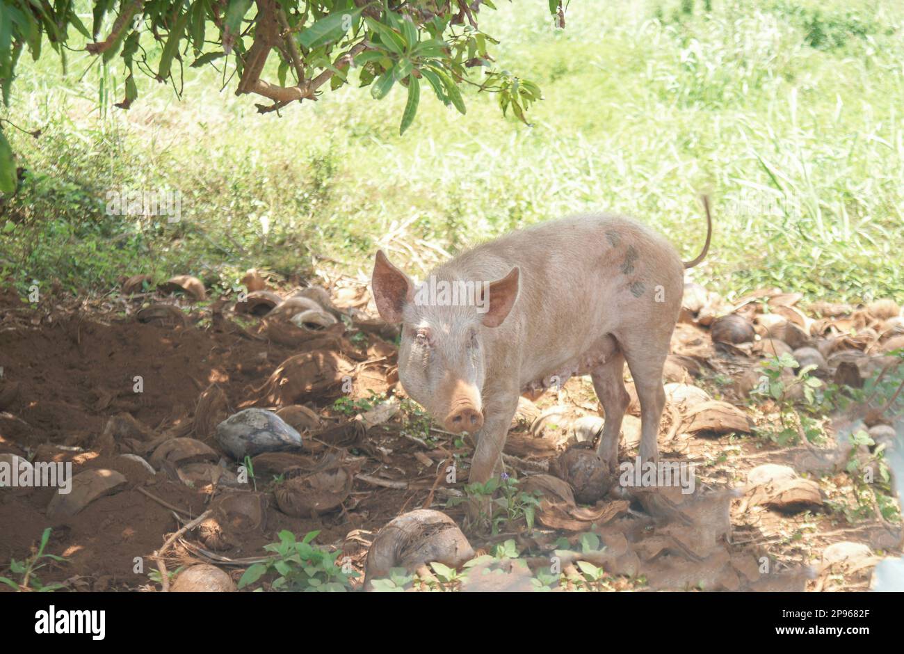 Pig in shade hi-res stock photography and images - Alamy