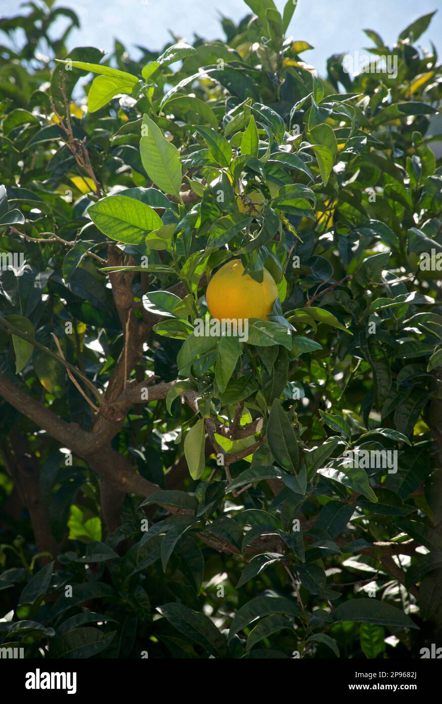 Detail of a citrus / orange tree with fruit on Capri. Capri is an ...