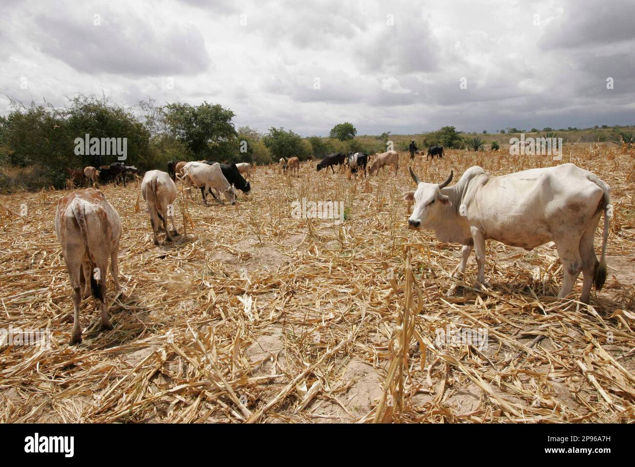 Cattle graze on dry maize stalks in Mwanda Village in eastern Kenya on ...