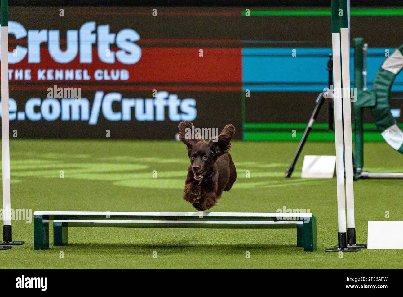 Birmingham, 10 March 2023. A Cocker Spaniel takes part in the Agility ...