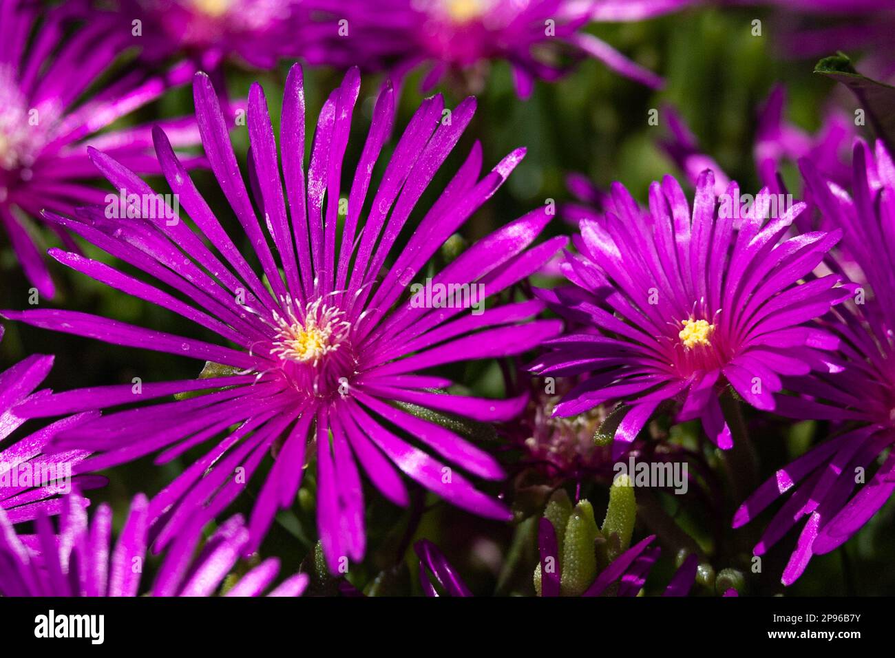 Purple Flowers in the Colorado Sun Stock Photo - Alamy
