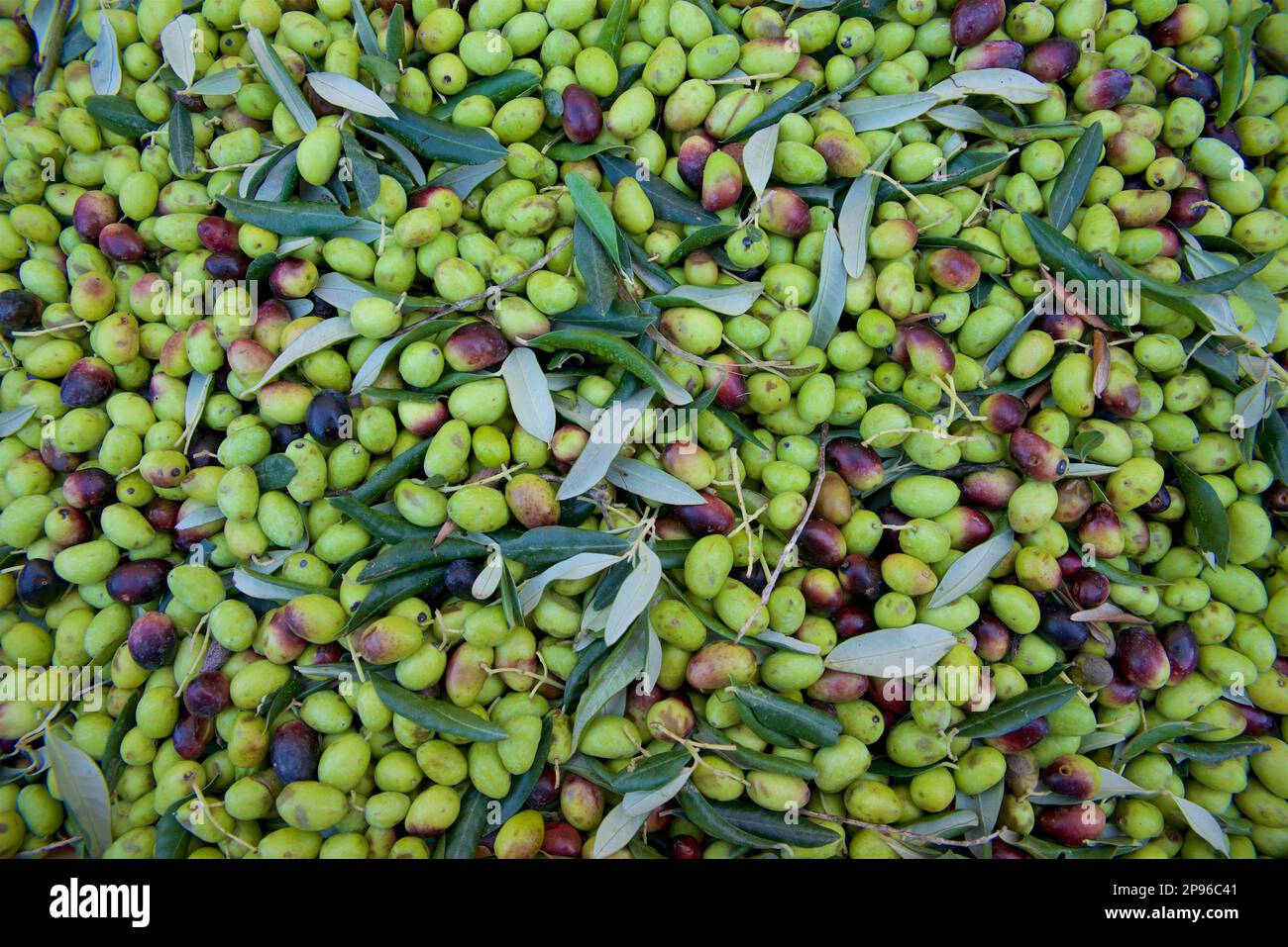 Green olives harvested in the Province of Matera, Basilicata region ...