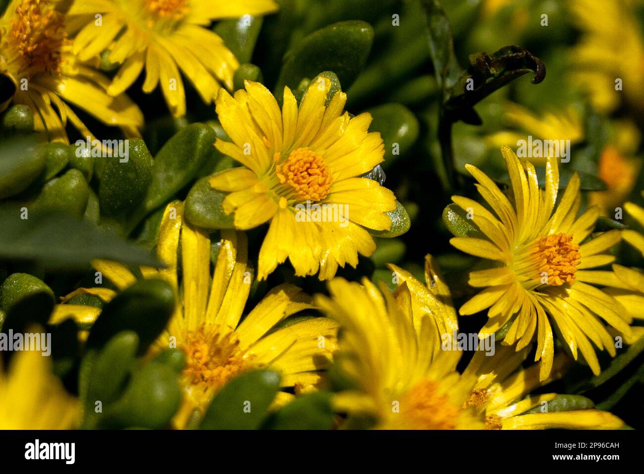 Yellow Flowers in the Colorado Sun Stock Photo - Alamy