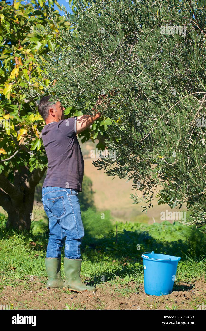 Italian farmer collecting black olives from an olive tree in the ...